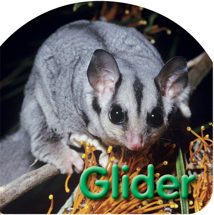 Steve Parish Board Book: Glider | Good Reading